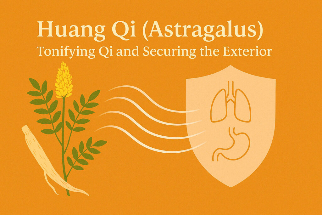 Huang Qi (Astragalus): Tonifying Qi and Securing the Exterior – TCMCN